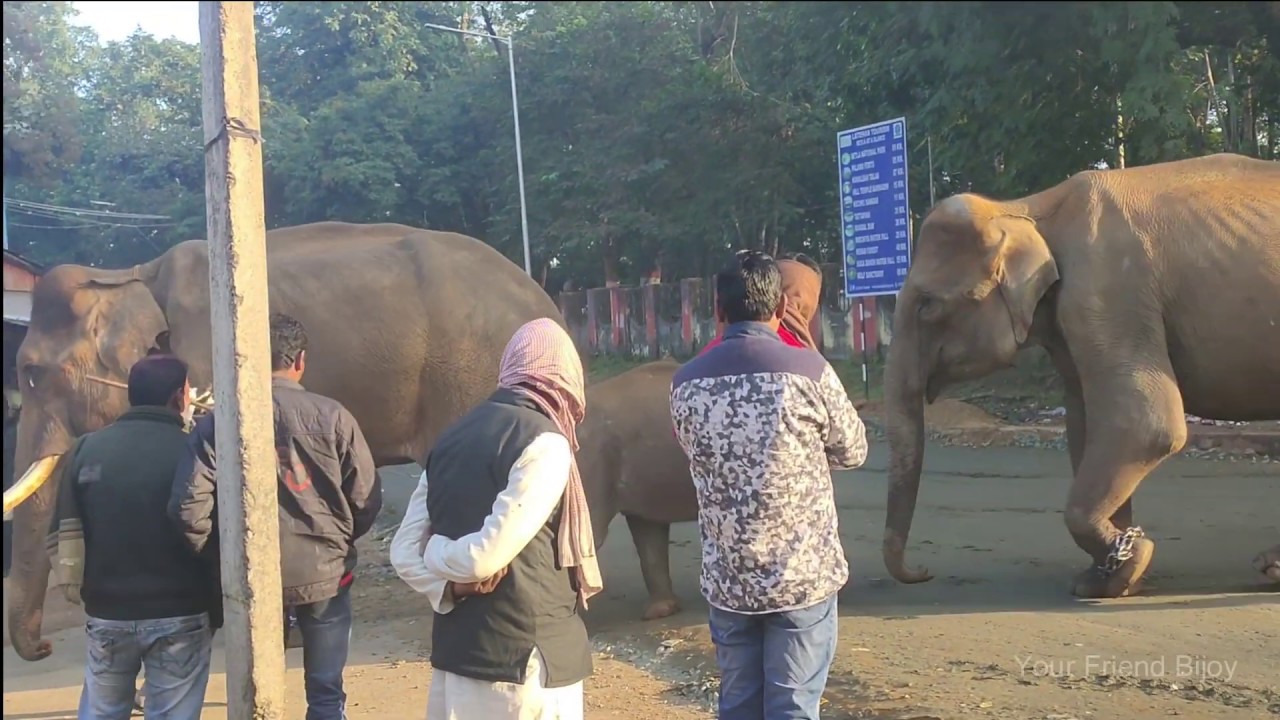 Netarhat Travel Guide | Side seen at Netarhat | Netarhat Tour 2020 ...