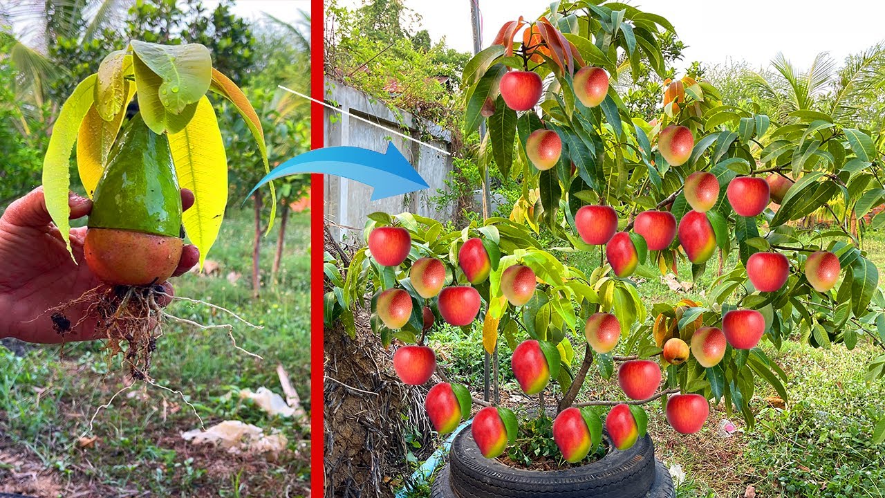 How to Grafting Apple with Mango to get the most fruit - YouTube