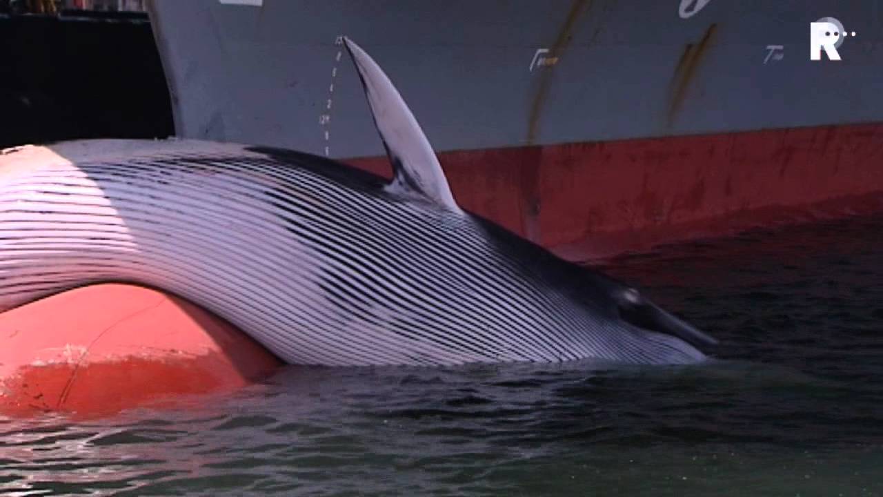 Aanvaring met schip wordt walvis fataal - YouTube