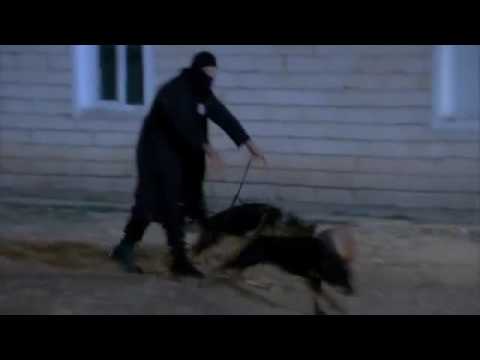 celili kopekler parcaladi