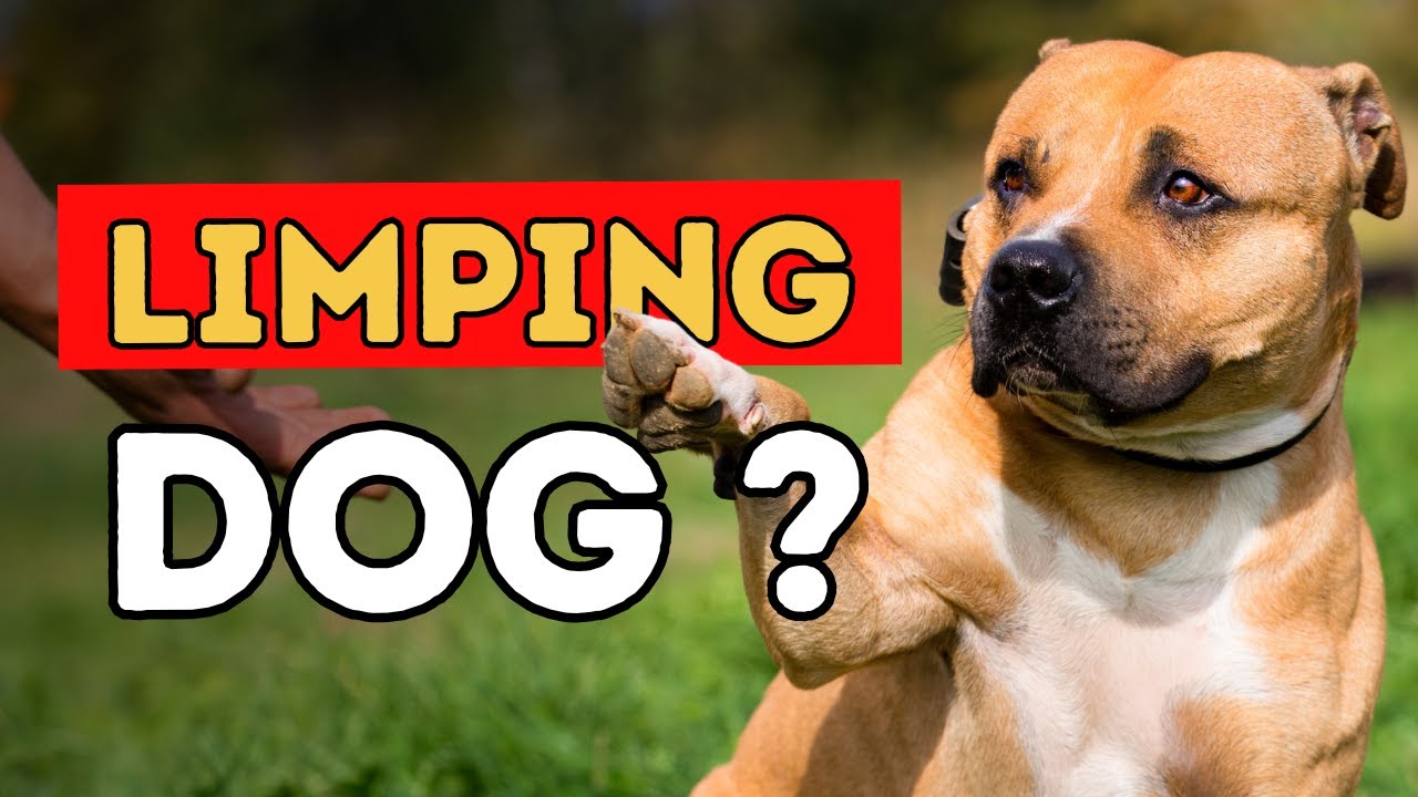 Why Is My Dog Limping With No Sign Of Injury Updated September 2022 why-is-my-dog-limping-with-no-sign-of-injury-updated-september-2022