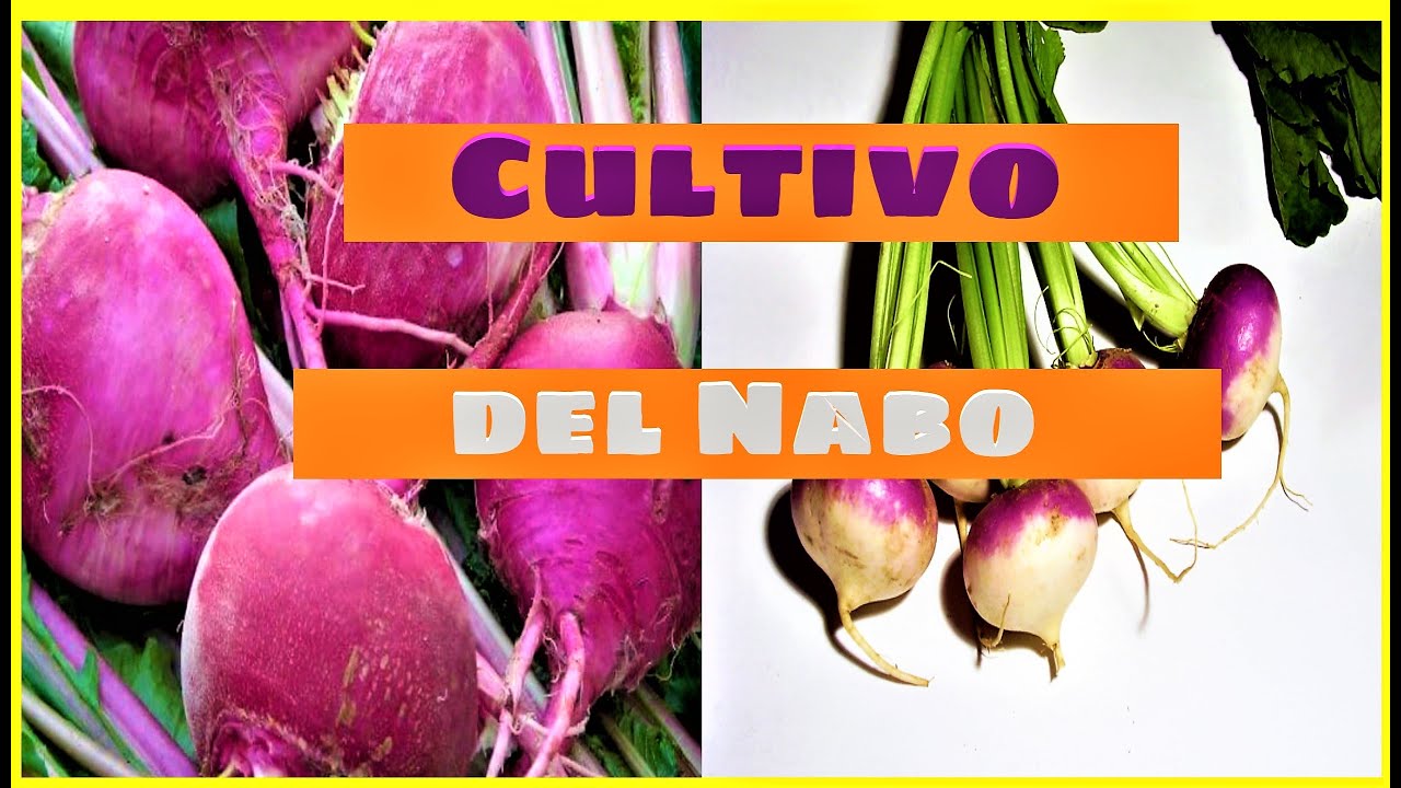 COMO CULTIVAR NABO | NABO EN MACETA | CUIDADOS DE LA PLANTA DEL NABO ...