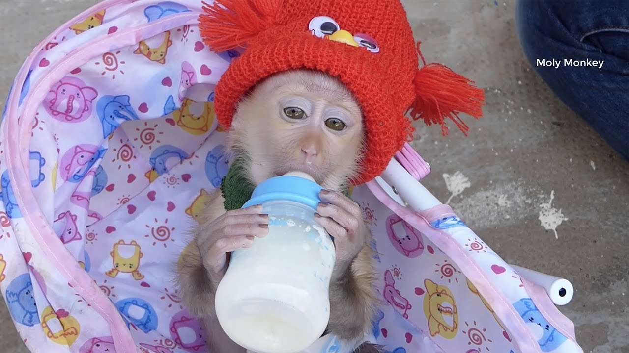 Most Cutest Baby Moly Drink Milk With Big Battle |Good Health Moly ...