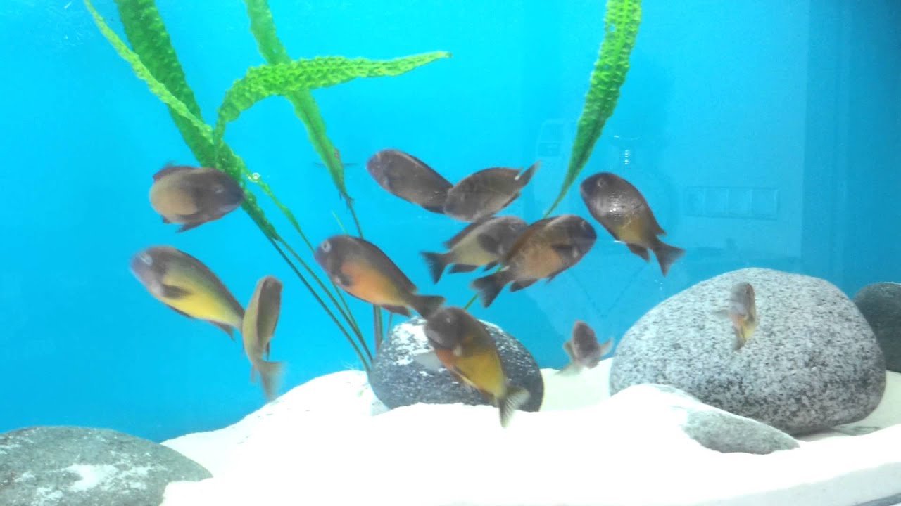 F0 Tropheus Moorii İlangi Colony evo01 - YouTube