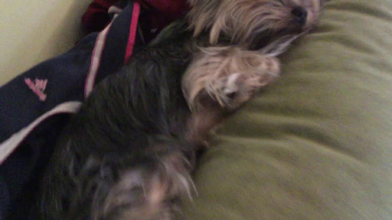 Sleepy doggo. - YouTube