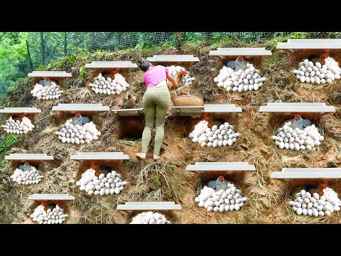 REWIND TIMALSPE --288 Days Building Many Nest For Hen To Lay Lots of Eggs, Hatched Many Chicks