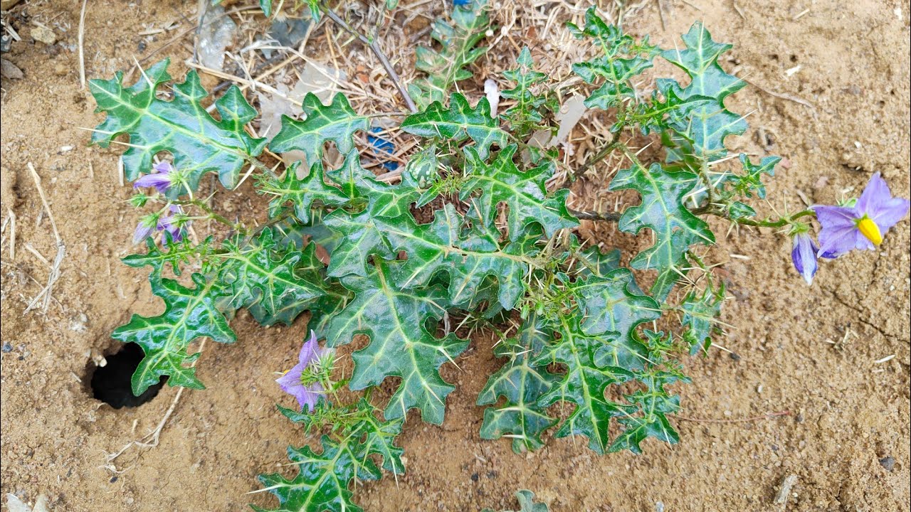 బట్టతలపై వెంట్రుకలు మొలిపించడం లో డాక్టర్లనే ఆశ్చర్యపరిచిన మొక్క |Nela ...