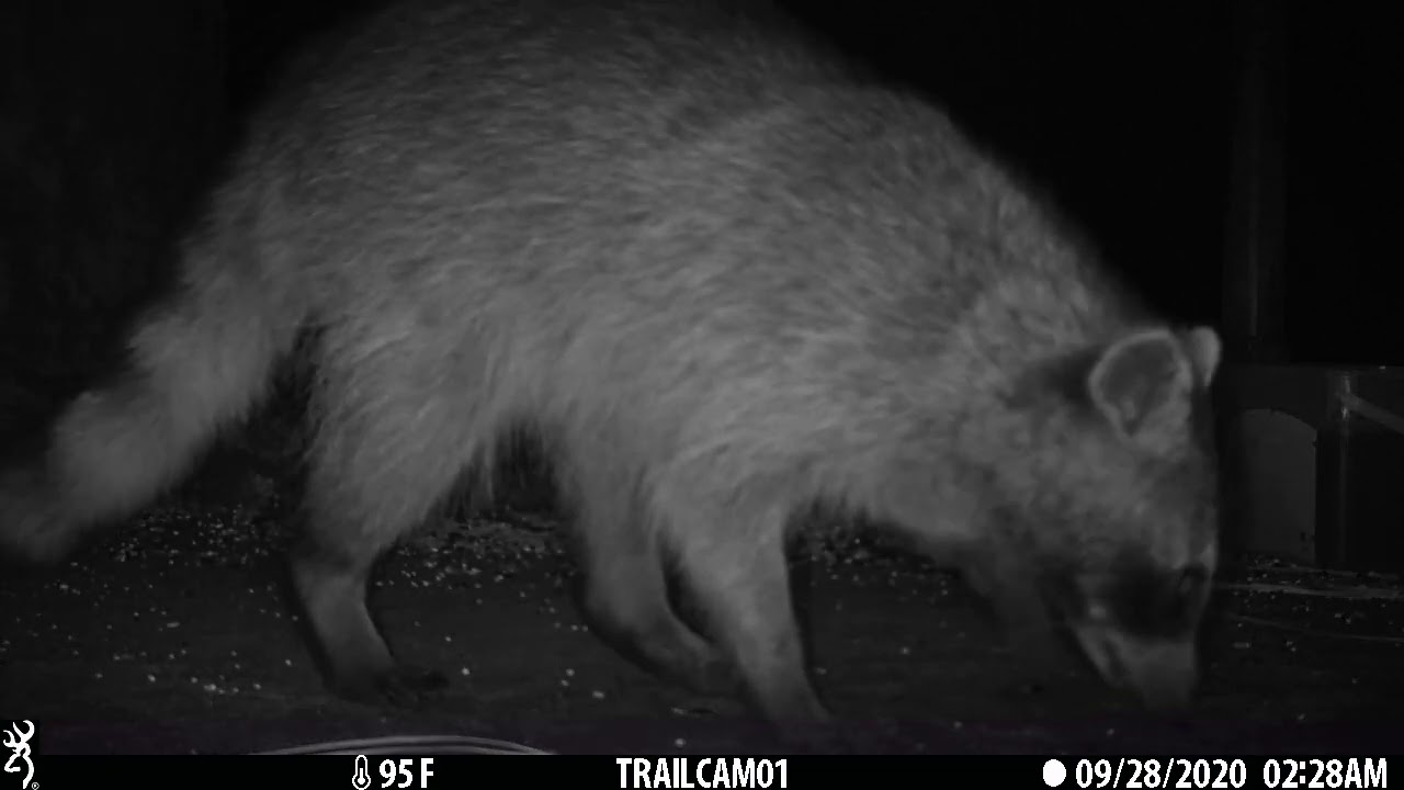 Raccoon digging a hole 2 - YouTube