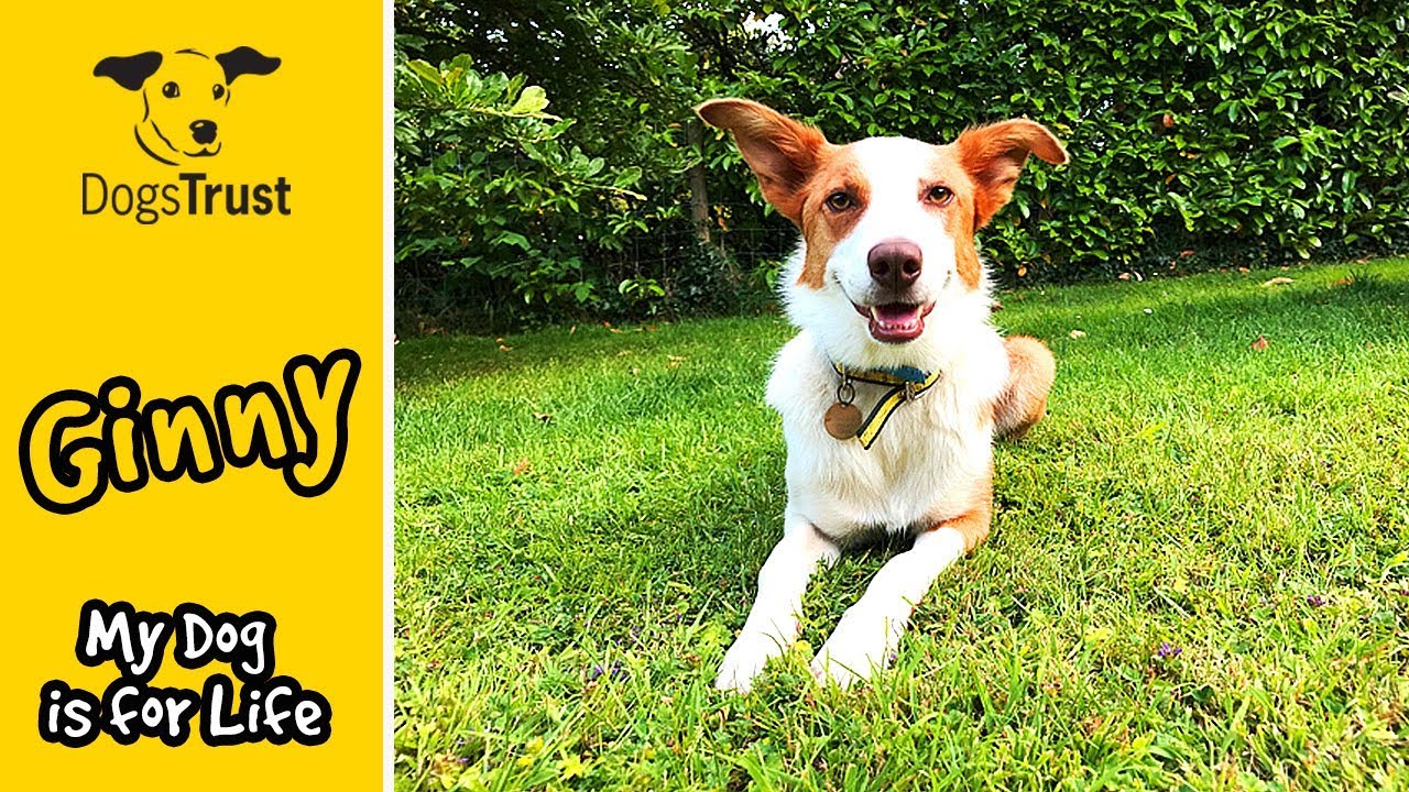 A year in the life of Ginny | #MyDogIsForLife | Dogs Trust Ilfracombe ...