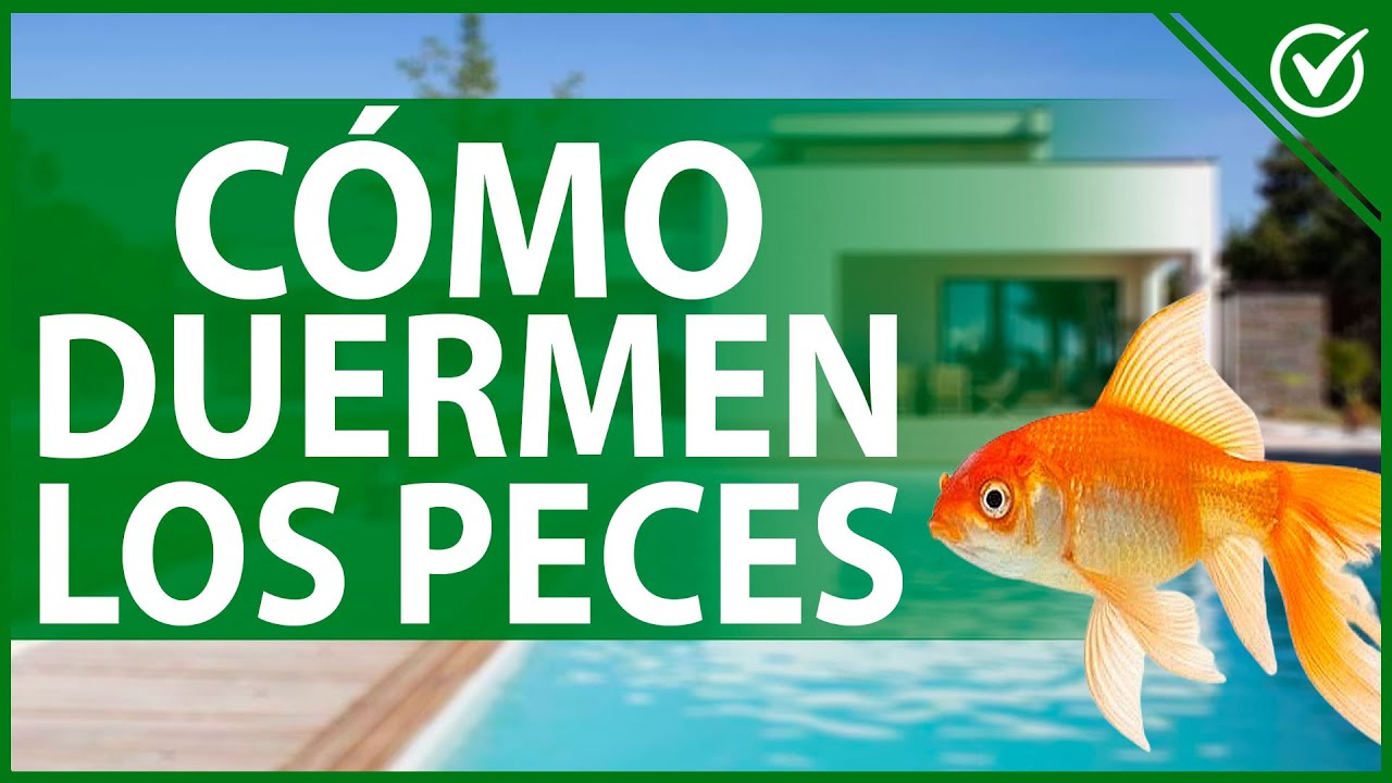 🐠 Cómo Duermen los Peces - Información Completa del Ciclo del Sueño en ...