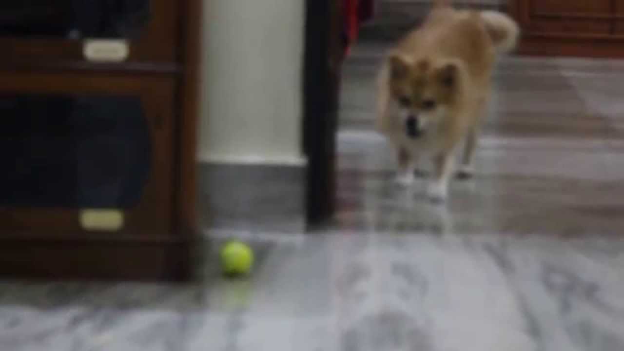 DOG FETCH BALL - YouTube