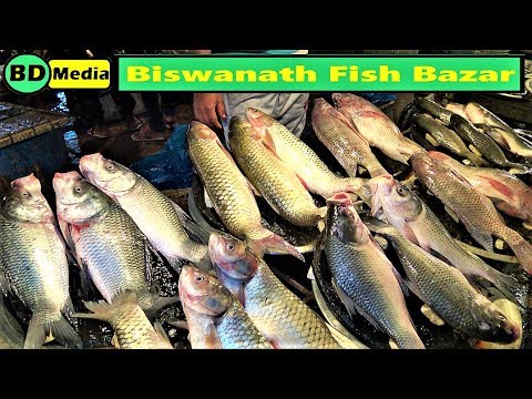 Biswanath Bazar Fish Market - Sylhet বিশ্বনাথ মাছ বাজার - YouTube