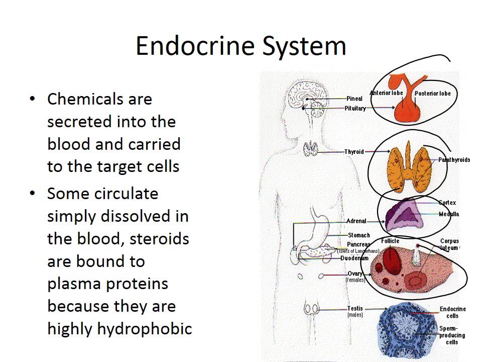 Bio 102 Lecture 6 Endocrine Systems - YouTube