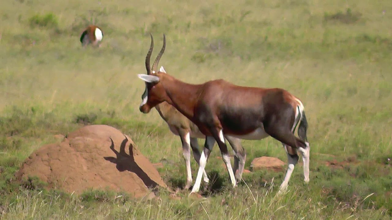 SOUTH AFRICA blesbok (or blesbuck) - YouTube