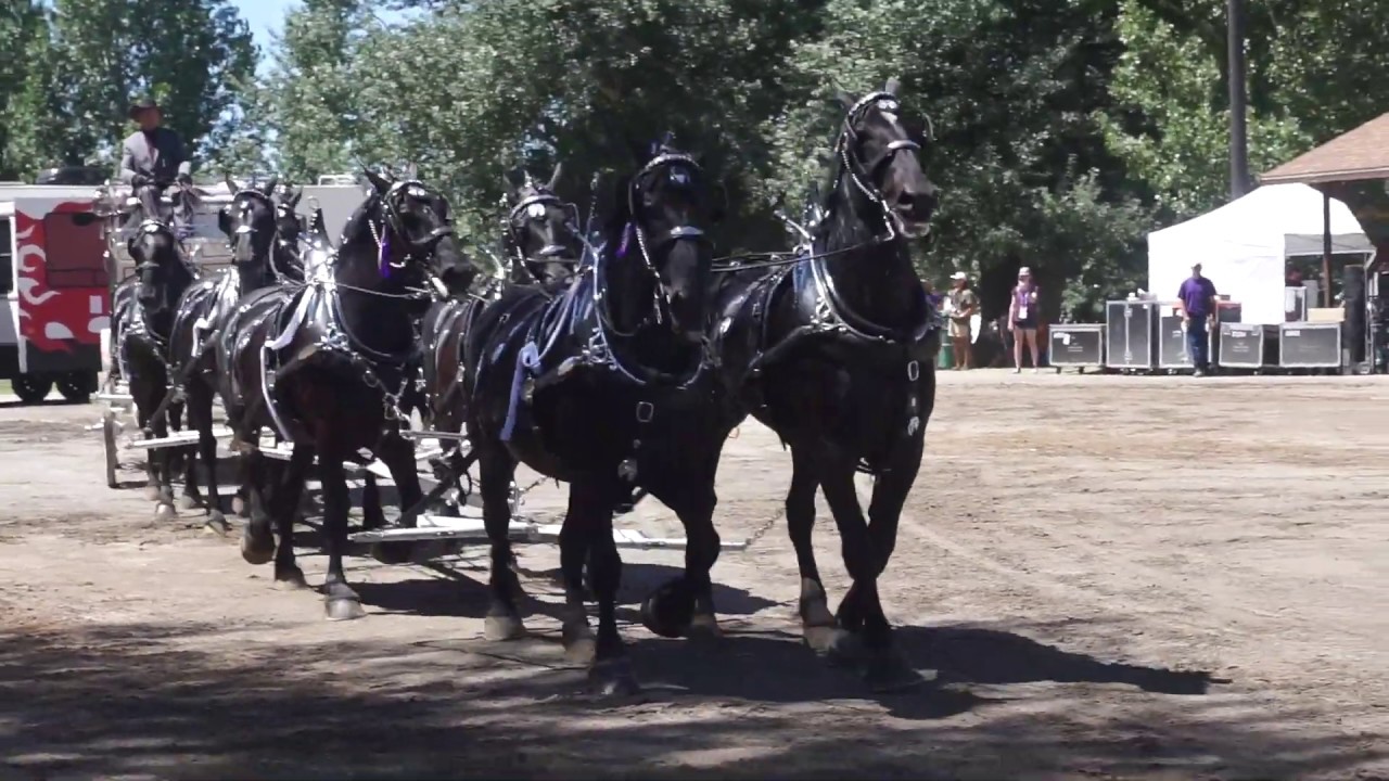 Percheron Show Team Exhibition at Young Living Mona Farm 1 - YouTube