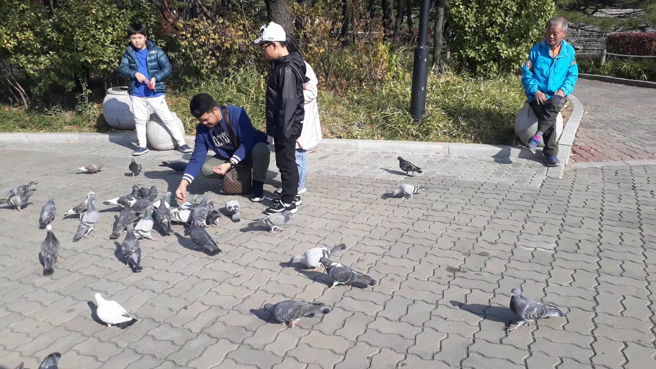 Korea's pigeon - YouTube