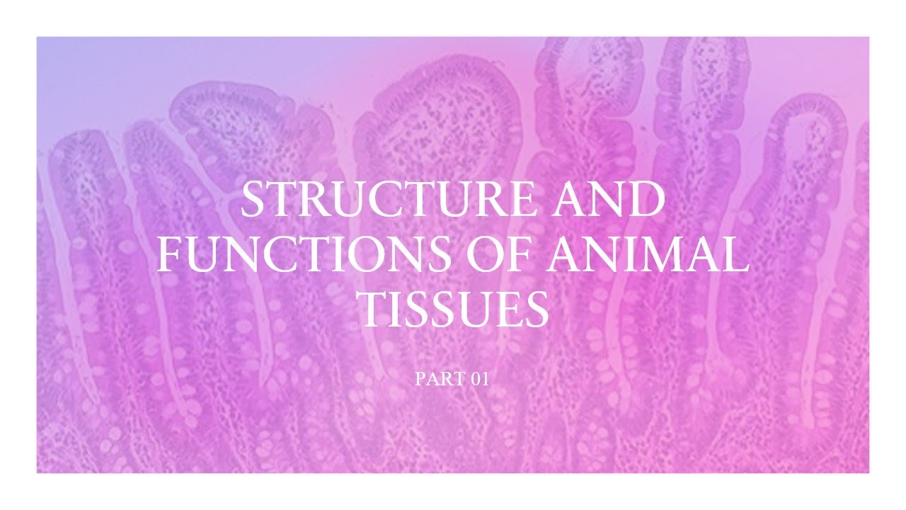 STRUCTURE AND FUNCTIONS OF ANIMAL TISSUES part 01 - YouTube