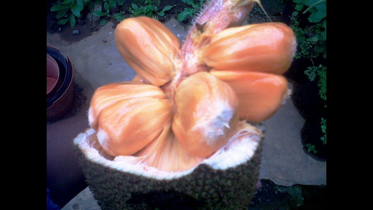 POHON CEMPEDAK KING RED BERBUAH | Ready Bibit Cempedak King |King Rasa ...