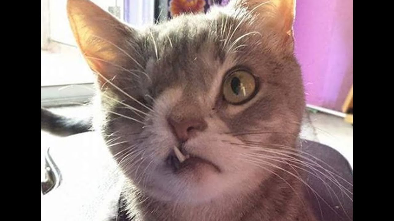 This Snaggletooth Cat Was Dumped And Spent Months At A Shelter – But No ...