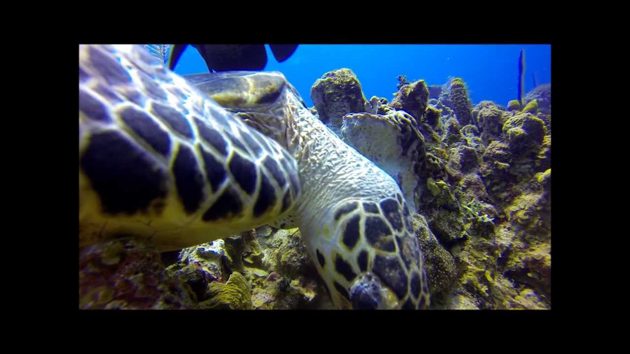 Turtle mating season Cayman 2013 - YouTube