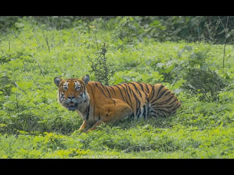 Tigers behavior after successfully hunting a bison | Wildlife Documentary | Bandipur Tiger ...
