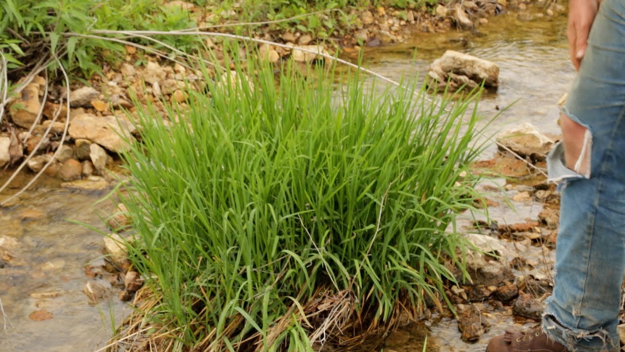 Healing a Small Stream Using Native Plants - YouTube