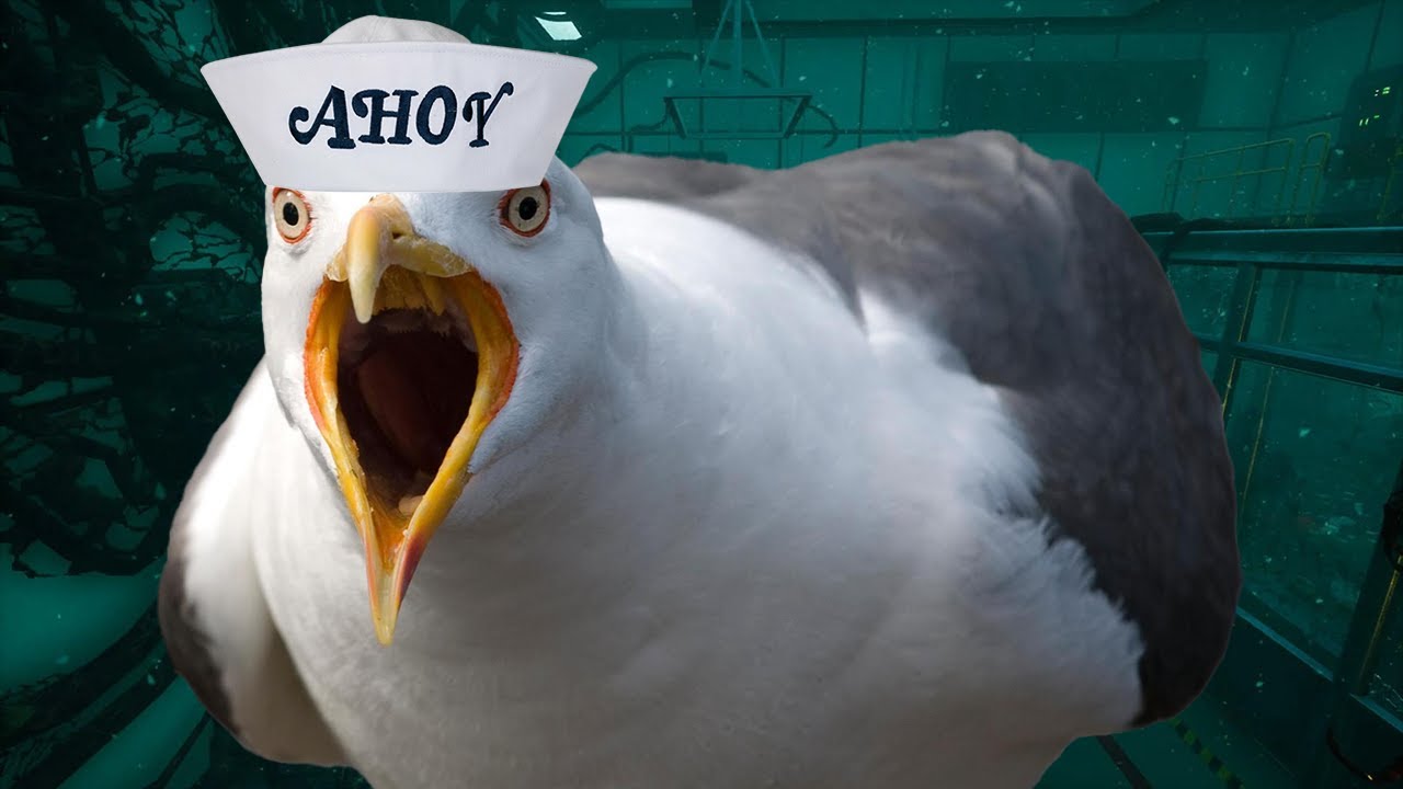 DBD: Stevegull - YouTube