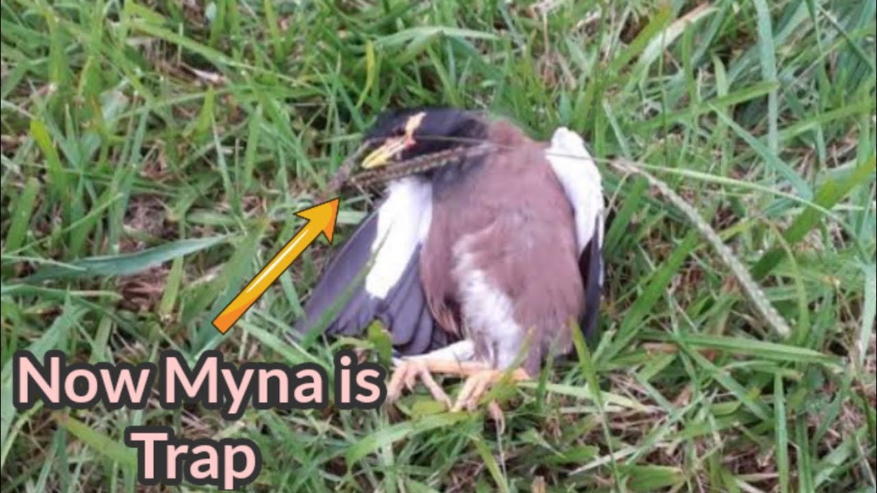 Best Way to Trap Myna - YouTube