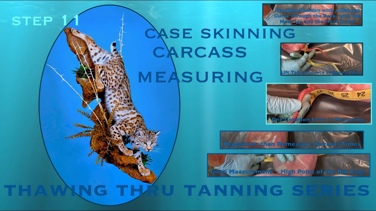 STEP 11 of 43 ~ CARCASS MEASURING - YouTube