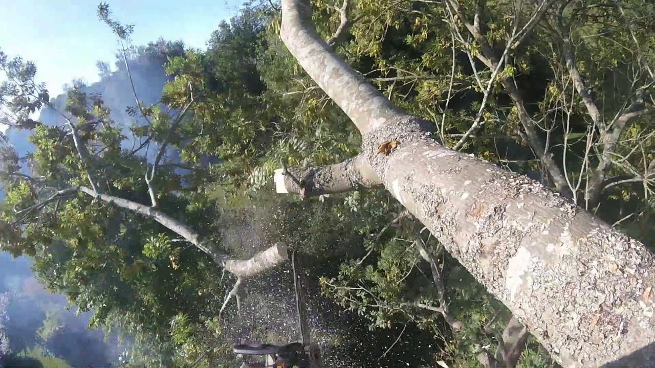 Arborist T&R Trees Ash Removal with Basal Decay - YouTube