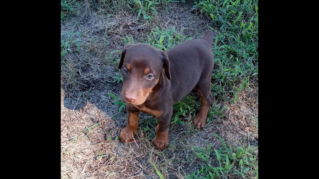 Isabella - Champion European Doberman Puppy - YouTube