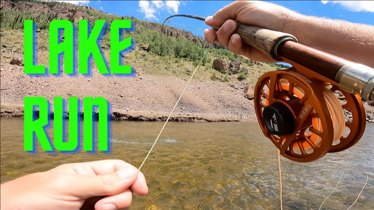LAKE RUN Rainbows - fly fishing - YouTube