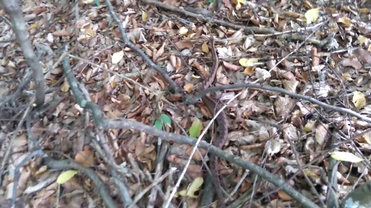 Snake Vipera berus bosniensis, Bosnian viper - Bosanska riđovka, Poskok ...