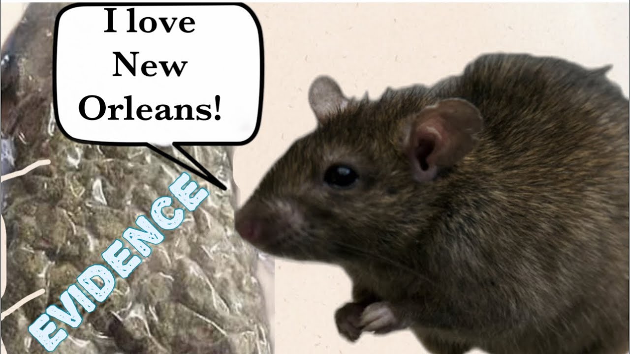 Rats and Roaches Eating Weed in New Orleans - YouTube