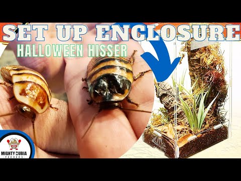 Madagascar Hissing Cockroach Set Up - YouTube