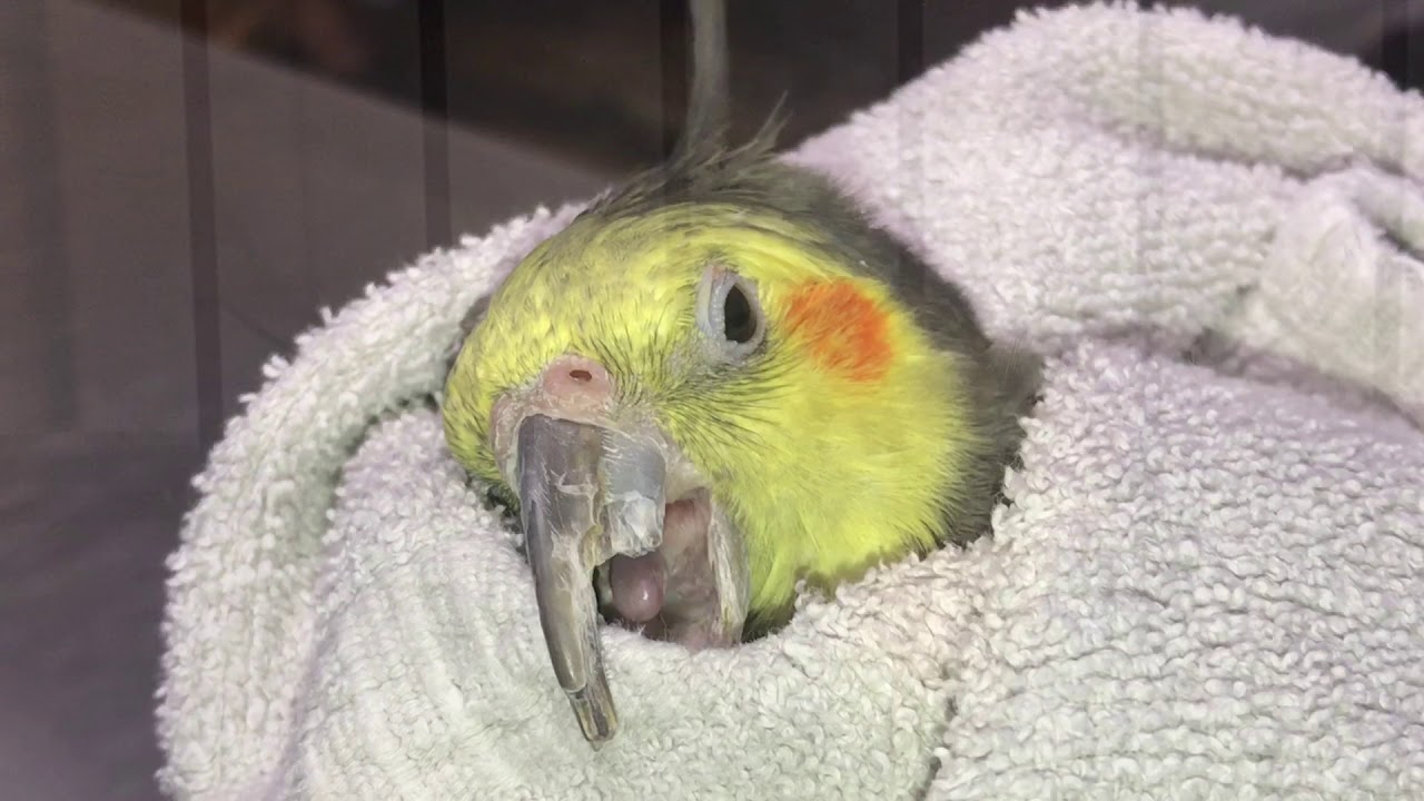 VERY OLD COCKATIEL GETTING THE MONTHLY BEAK TRIM - YouTube