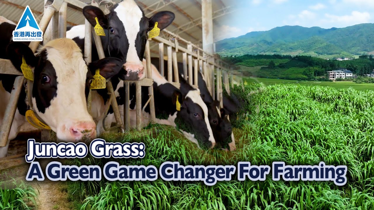 Juncao Grass: A Green Game Changer for Farming - YouTube