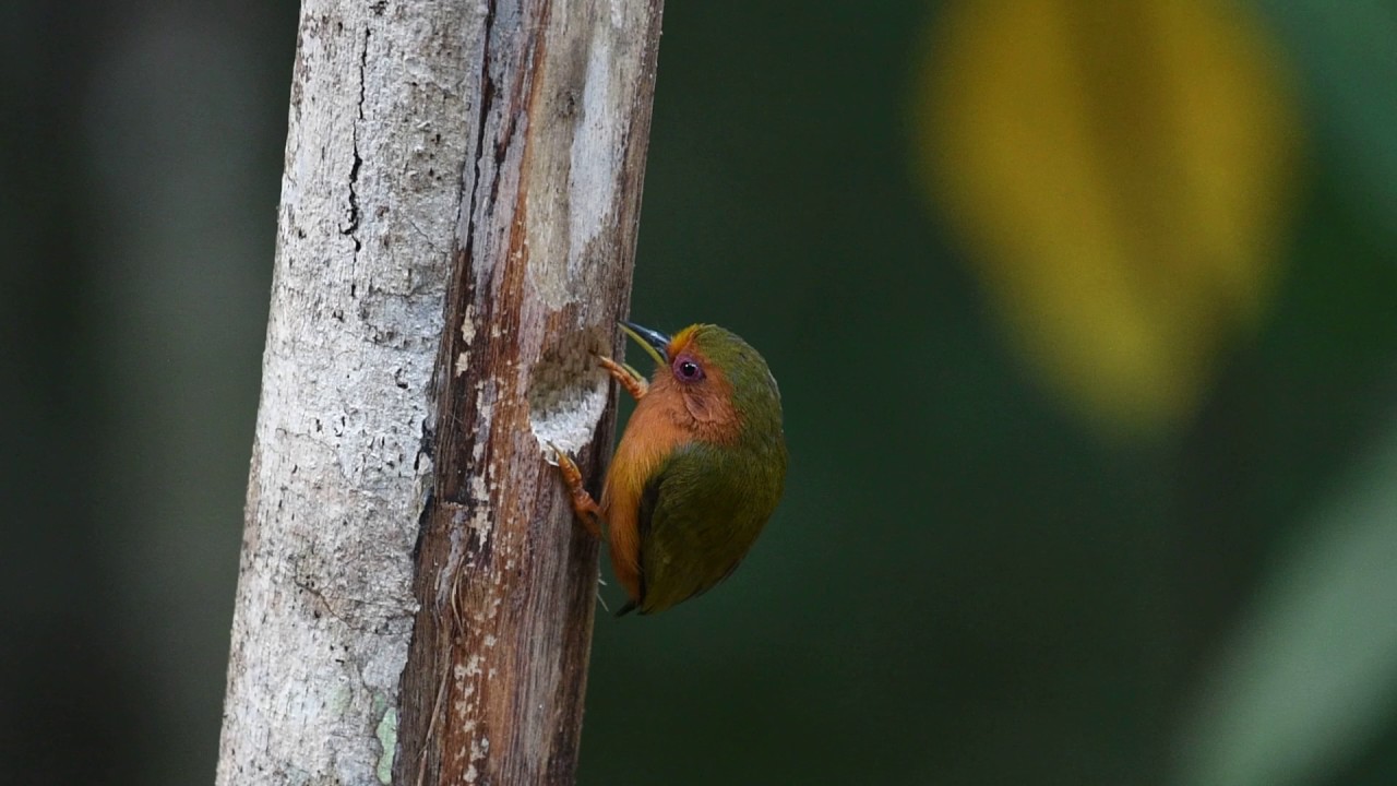 Rufous Piculet (Sasia abnormis) - YouTube