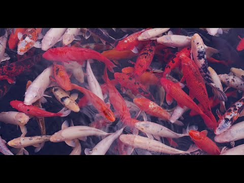 Scientists Stunned by Ancient Ocean Discoveries,#ocean   #oceanlife #oceanview  #oceanexploration