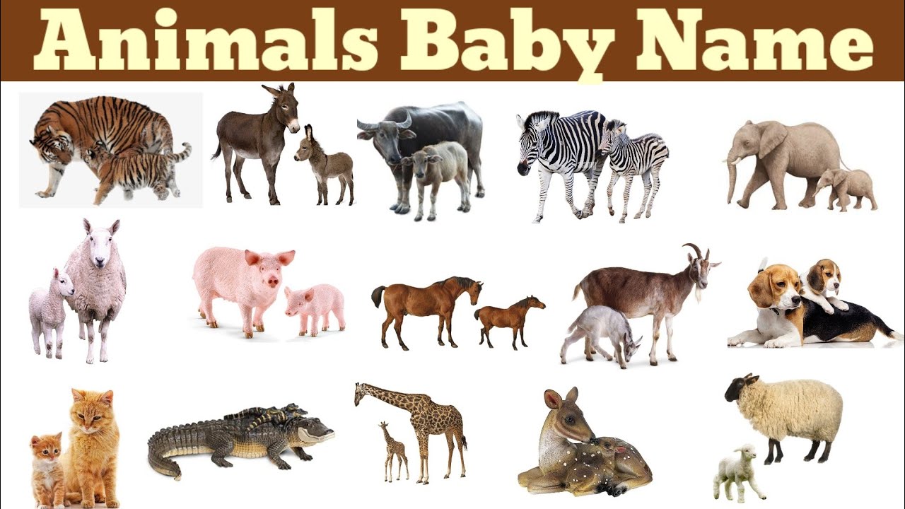 Animals babies/animals and their young ones/animalandtheirbaby /baby ...