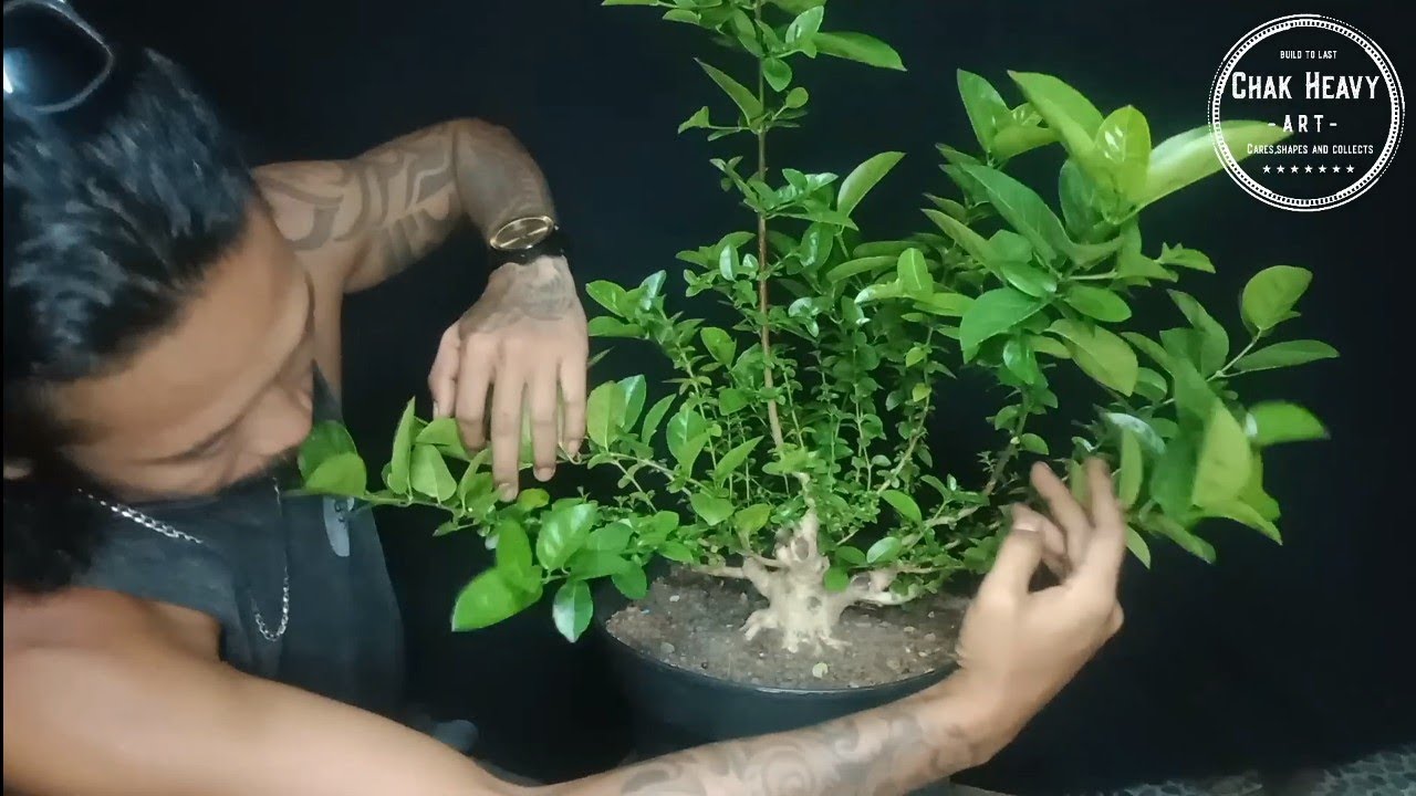 proses setelah sisip cabang berhasil..! - YouTube