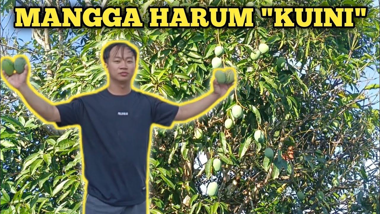 MUKBANG Mangga Kuini/Kweni ‼️| Aromanya Semerbak | Panjat Pohon Mangga ...