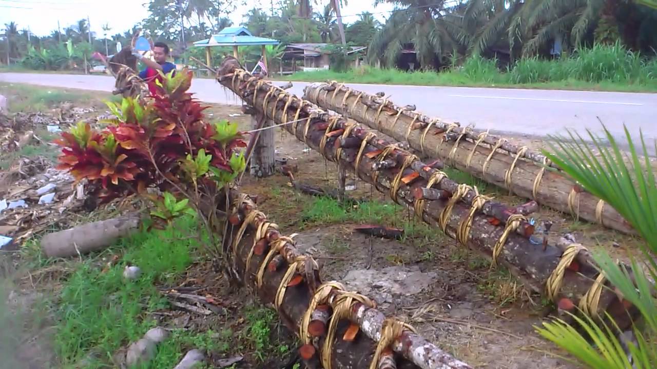 Meriam kelapa parit baru tanah lesen - YouTube