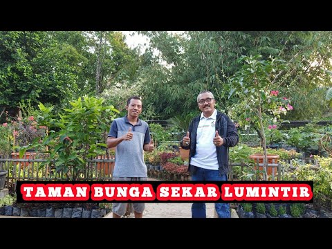 TAMAN BUNGA SEKAR LUMINTIR JALAN JAMBU CILACAP - YouTube