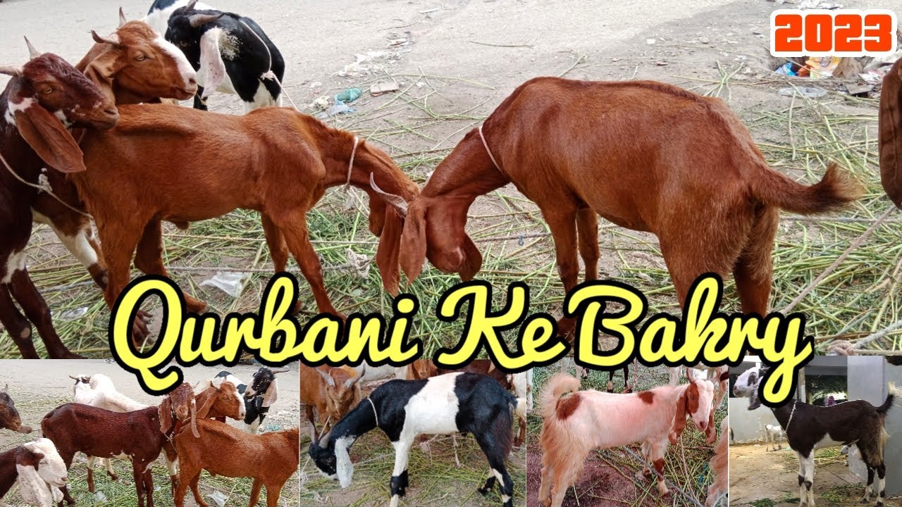 Finally Hamary Bakry aa Gaye | Qurbani 2023 - YouTube
