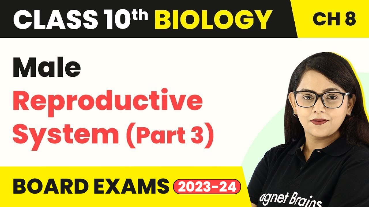 Class 10 Biology Chapter 8 | Male Reproductive System (Part - 3) - YouTube