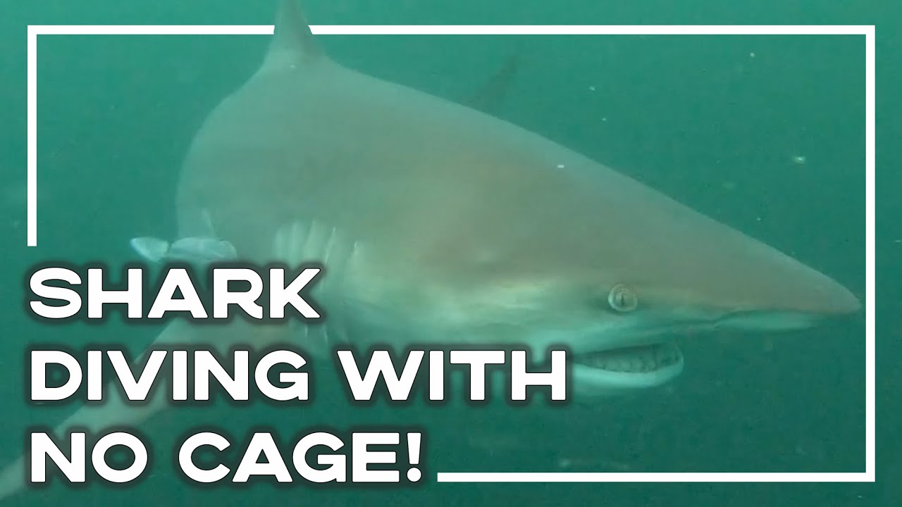 Diving Shark Infested Waters WITHOUT A Cage In South Africa 🦈 (GoPro ...