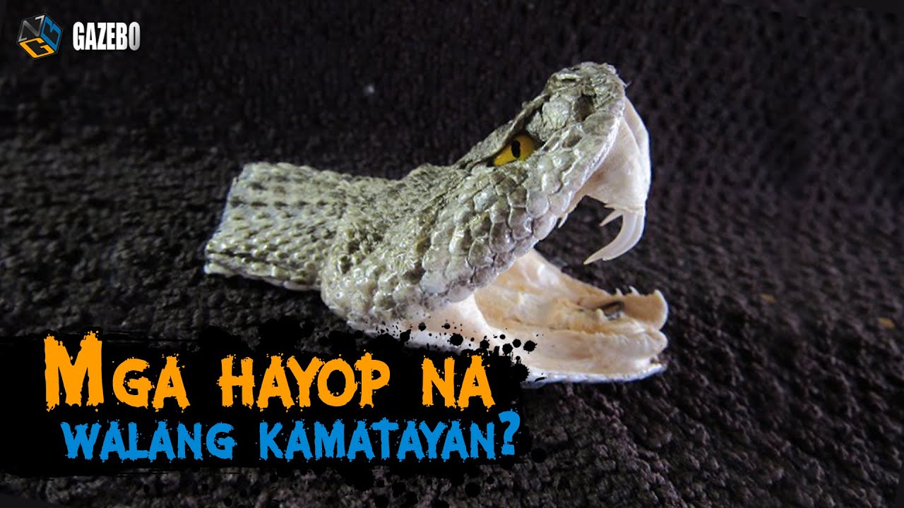 Mga Hayop na may Kakayahang Mabuhay matapos Mamatay! - YouTube