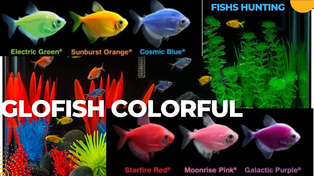 Fishing and hunting GLOFISH COLORFUL for many ornamental fish in ponds ...