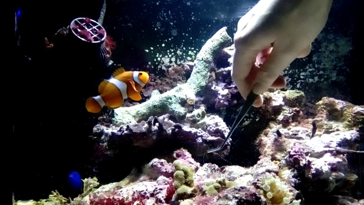 Nemo the aggressive clownfish - YouTube